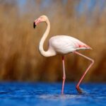 Private Tavira Jeep Tour - Salt Pans, Nature & Santa Luzia - Who Should Consider This Tour?