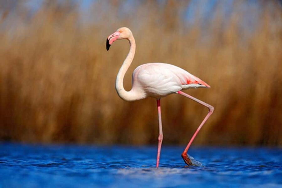 Private Tavira Jeep Tour - Salt Pans, Nature & Santa Luzia - Who Should Consider This Tour?