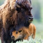 Private Tour of Yellowstone National Park - Who Should Consider This Tour?