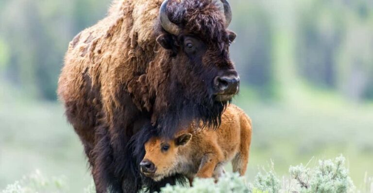 Private Tour of Yellowstone National Park - Who Should Consider This Tour?