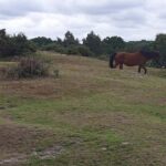 Private tour to Durdle Door, Corfe Castle, New Forest - What Sets This Tour Apart