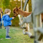 Private Transport to Berlin Zoo with Skip-the-line Ticket - The Itinerary: What Makes It Special?