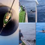 Private Whales & Dolphins Excursion: for you exclusively! - The Experience from a Traveler’s Perspective