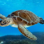 Protaras: Blue Lagoon, Sea Caves and Turtle Cove Sunset Trip - Detailed Breakdown of the Itinerary