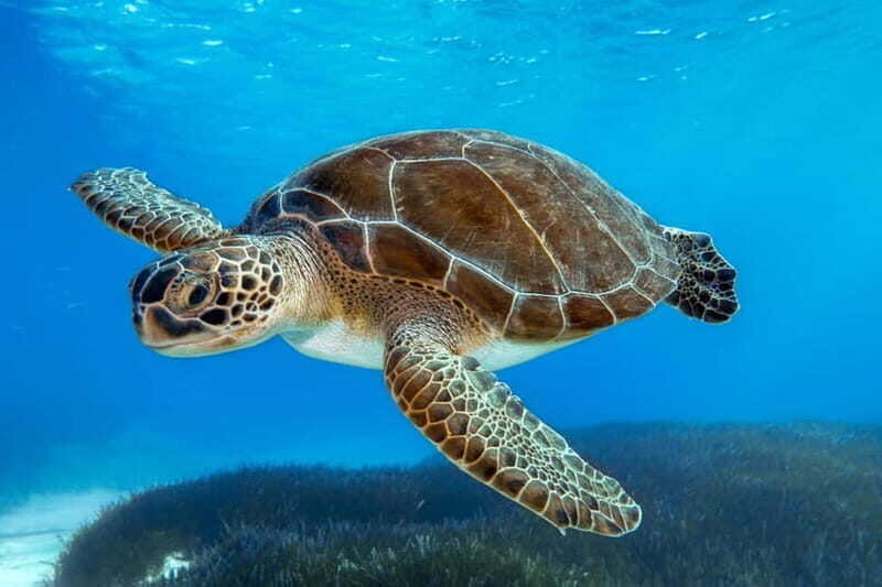 Protaras: Blue Lagoon, Sea Caves and Turtle Cove Sunset Trip - Detailed Breakdown of the Itinerary