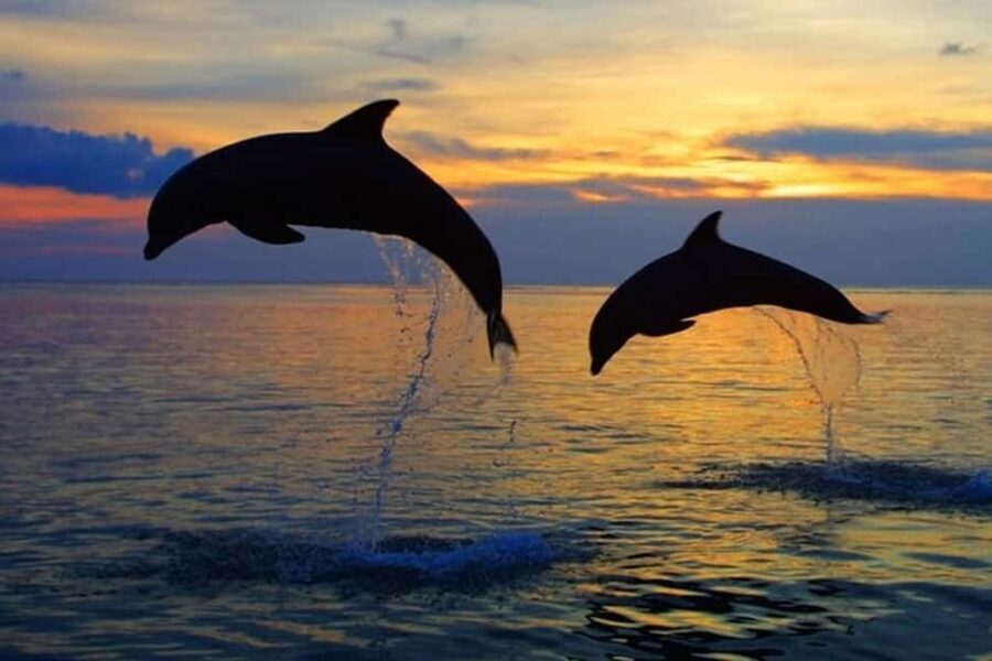Pula: Boat Dolphin tour and Romantic Sunset at N.P. Brijuni - The Authenticity and Real-World Experiences