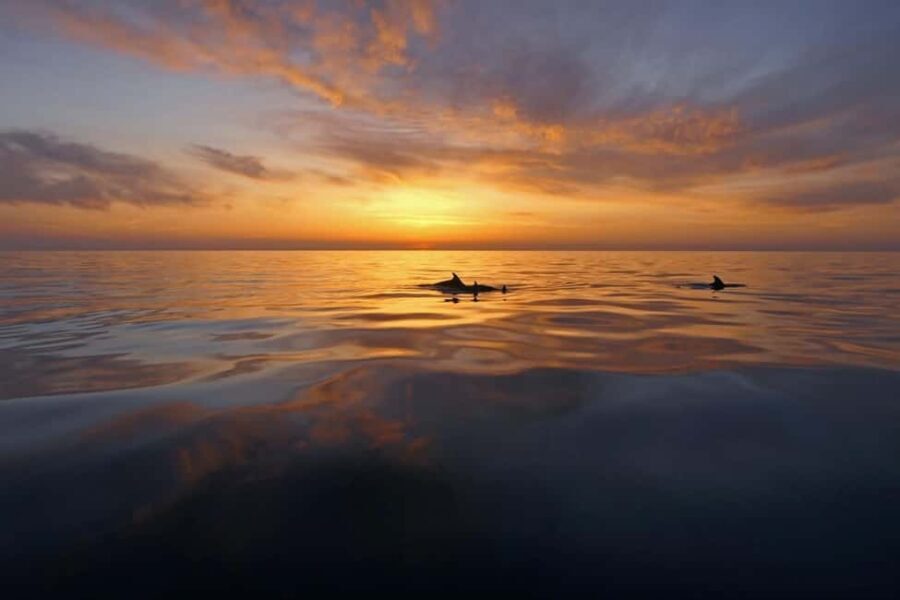Pula: Private Sunset Boat Trip with Dolphins - What Makes This Trip Stand Out