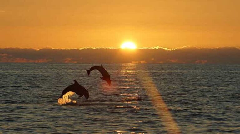 Pula: Sunset Dolphin Watching Boat Tour around N.P Brijuni - The Value of the Experience