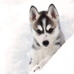 Pyhätunturi: Husky safari 5km including a farm visit - Key Points