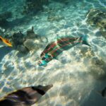 Raiatea-Tahaa Snorkeling in our beautiful Coral Garden - Evaluating the Tour’s Value