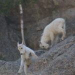 Rapid City: Black Hills and Mt Rushmore Day Tour with Lunch - What Are the Key Highlights?