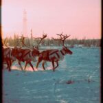 Reindeer Farm Visit with Sled Ride and Ice Fishing - FAQ