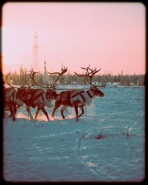 Reindeer Farm Visit with Sled Ride and Ice Fishing - FAQ