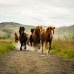 Reykjadalur: Horseback Riding Tour for Families & Beginners - Authenticity & Real Experiences from Travelers