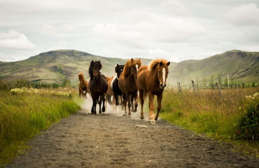 Reykjadalur: Horseback Riding Tour for Families & Beginners - Authenticity & Real Experiences from Travelers