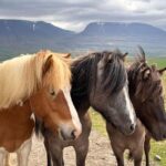 Reykjavik: PRIVATE Golden Circle tour with 5 TOP stops - Who Should Take This Tour?