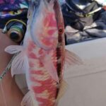 Rhodes: 4 Hour Private Boat Fishing Trip with Equipment - Why This Experience Is Worth Considering