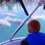 River Cruise with Manatee Viewing - Who Will Love This Tour?