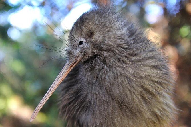 Rotorua and Waitomo Caves Day Trip from Auckland -Smaller Groups - The Experience: What You Can Expect