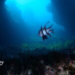 Rottnest Island Boat Dive Day Trip including Lunch - Who Will Love This Tour?