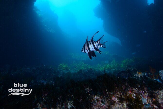 Rottnest Island Boat Dive Day Trip including Lunch - Who Will Love This Tour?