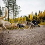 Rovaniemi: 4km Husky Cart Tour in Autumn - Why This Tour Shines for Travelers