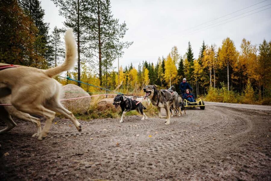 Rovaniemi: 4km Husky Cart Tour in Autumn - Why This Tour Shines for Travelers