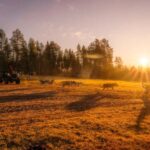 Rovaniemi: Autumn Husky Cart Ride with Hot Drink & Pickup - What’s Included and What to Know Before You Go