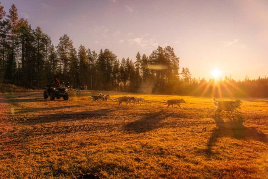 Rovaniemi: Autumn Husky Cart Ride with Hot Drink & Pickup - What’s Included and What to Know Before You Go