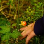 Rovaniemi: Berry and Mushroom Picking with Wilderness Guide - Practical Details and Value