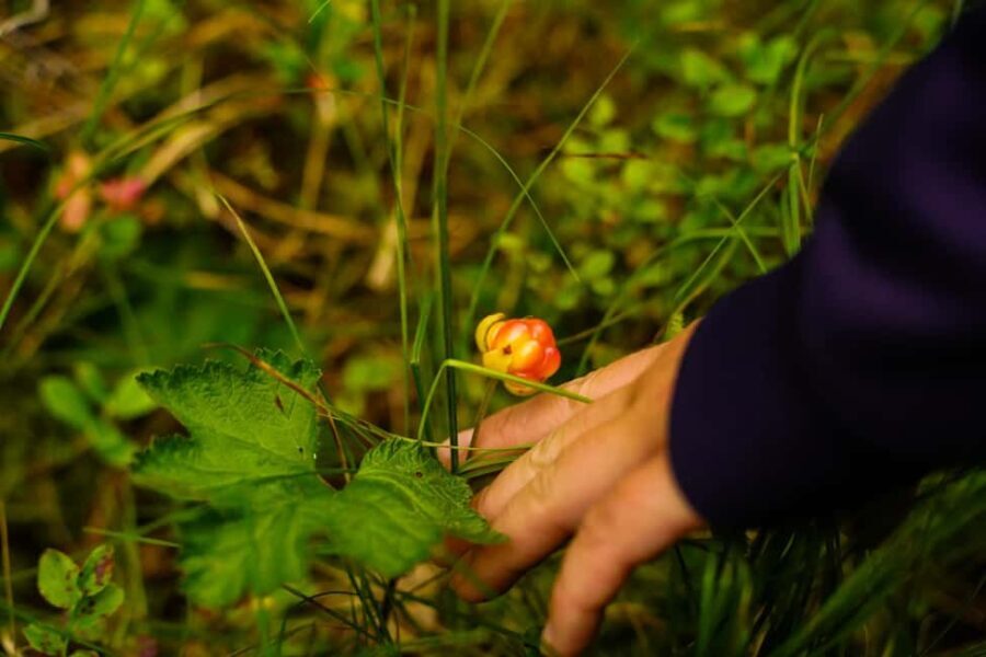 Rovaniemi: Berry and Mushroom Picking with Wilderness Guide