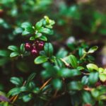 Rovaniemi: Insider Berry and Mushroom Picking & Pancakes - The Practical Side: Logistics and Value