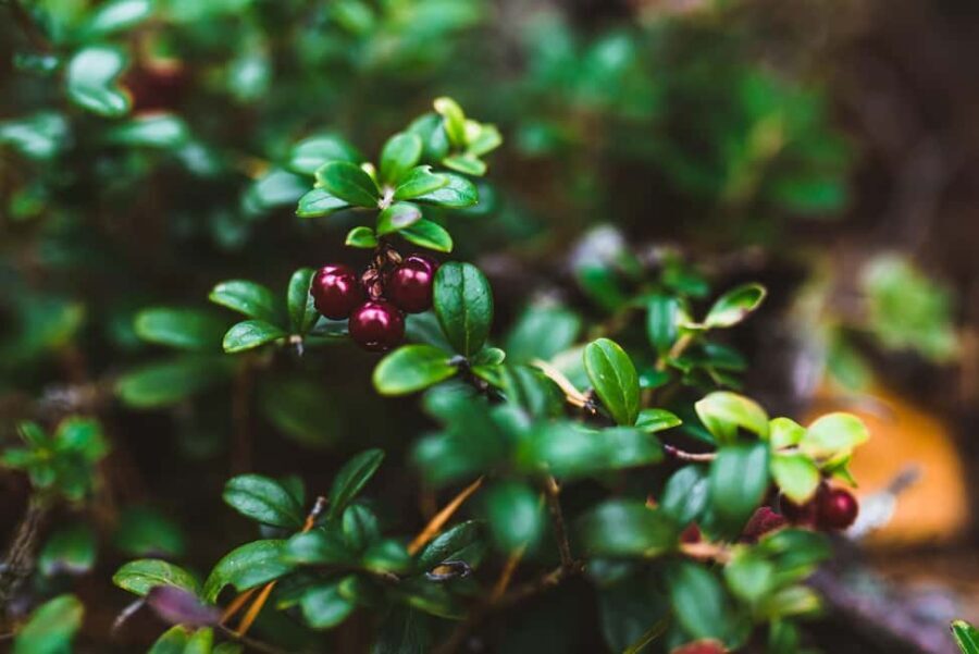Rovaniemi: Insider Berry and Mushroom Picking & Pancakes - The Practical Side: Logistics and Value