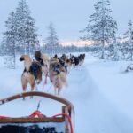 Rovaniemi: Lapland Wilderness Husky Safari 7,5 km - An In-Depth Look at the Husky Safari Experience