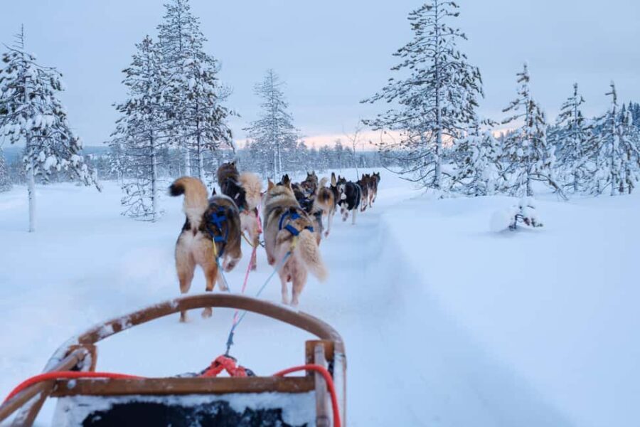 Rovaniemi: Lapland Wilderness Husky Safari 7,5 km - An In-Depth Look at the Husky Safari Experience