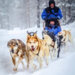 Rovaniemi: One Hour Husky Adventure - What to Expect from the Tour