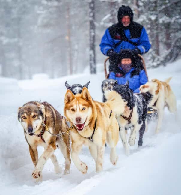 Rovaniemi: One Hour Husky Adventure - What to Expect from the Tour