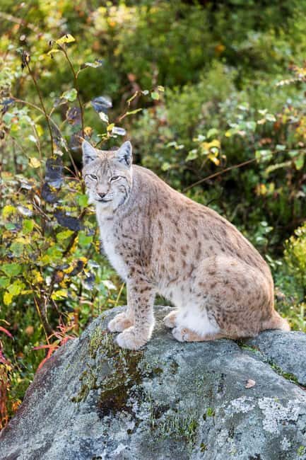 Rovaniemi: Ranua Wildlife Park Day Trip - The Pros and Cons Based on Reviews