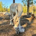 Rovaniemi: Reindeer Farm, Berry Picking, and Fire-Making - How the Experience Brings It All Together
