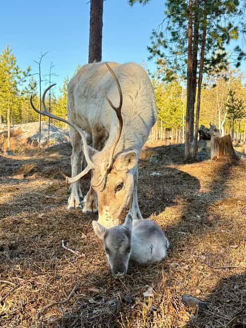 Rovaniemi: Reindeer Farm, Berry Picking, and Fire-Making - How the Experience Brings It All Together