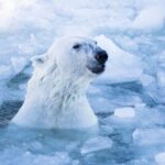 Rovaniemi: Santa Claus Village, Zoo, and Waterfalls Tour - What Makes This Tour Stand Out?