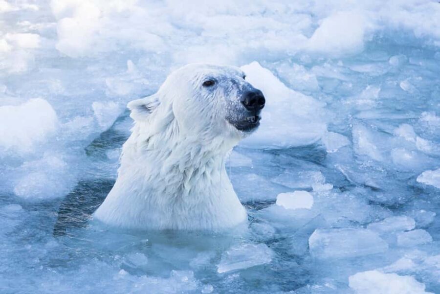 Rovaniemi: Santa Claus Village, Zoo, and Waterfalls Tour - What Makes This Tour Stand Out?