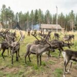 Rovaniemi: Summer Reindeer Farm Experience - The Itinerary in Detail