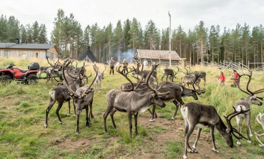 Rovaniemi: Summer Reindeer Farm Experience - The Itinerary in Detail