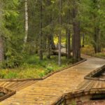 Rovaniemi: Vaattunkiköngäs Trail Arctic Circle Forest Hike - The Rest and Refreshment: A Forest Break
