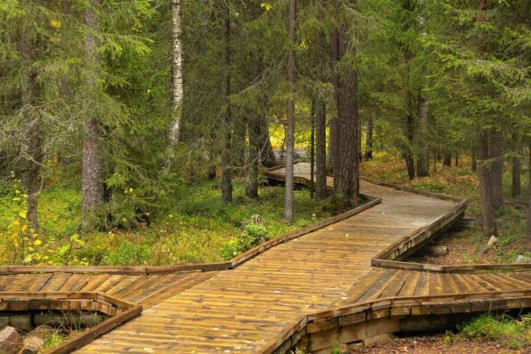 Rovaniemi: Vaattunkiköngäs Trail Arctic Circle Forest Hike - The Rest and Refreshment: A Forest Break