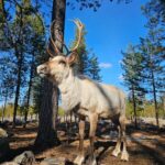 Rovaniemi: Visit Authentic Family-owned Reindeer Farm - Who Will Love This Tour?