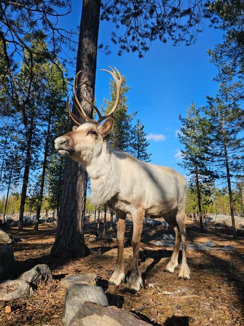 Rovaniemi: Visit Authentic Family-owned Reindeer Farm - Who Will Love This Tour?