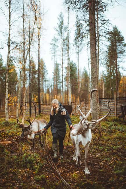 Rovaniemi: Walk with Reindeer - An In-Depth Look at the Experience