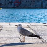 Rovinj: Guided Tour with Lunch & Transfer - The Experience from a Traveler’s Perspective